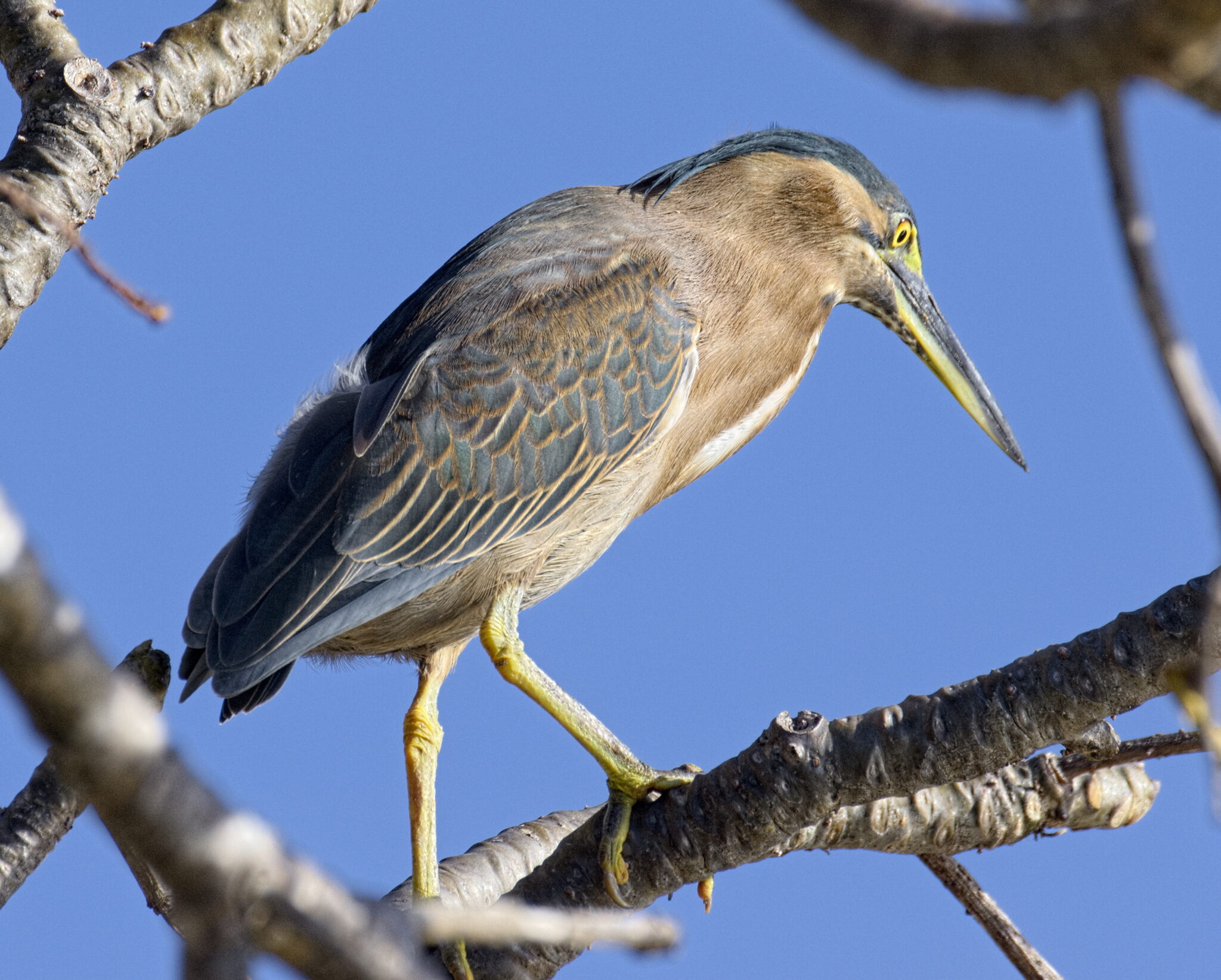 Striated Heron | Great Bird Pics
