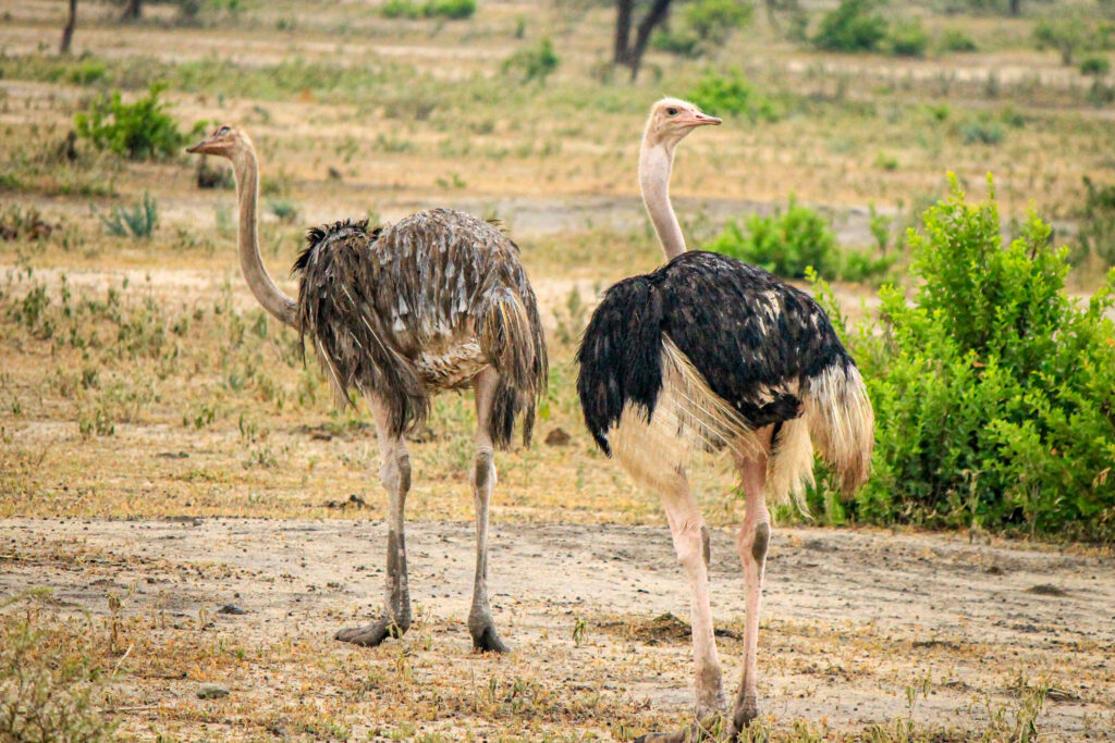 A Fine Pair | Great Bird Pics