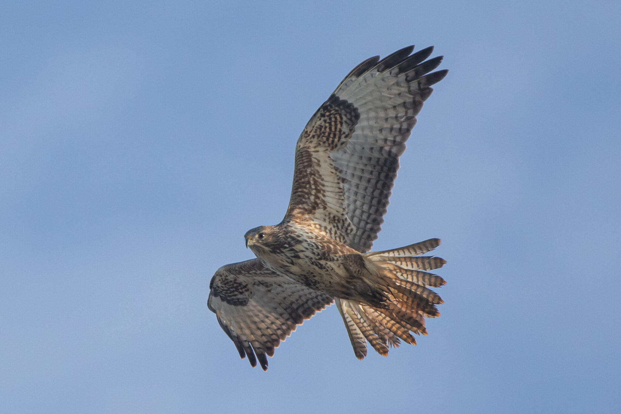 Buzzard | Great Bird Pics