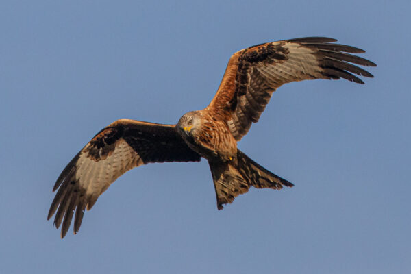 red kite | Great Bird Pics