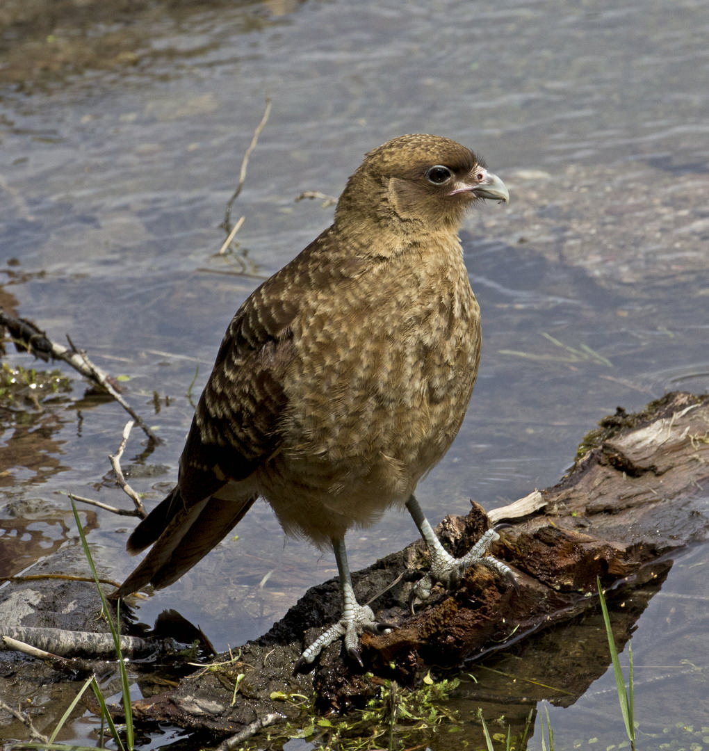 Chimango Carcara | Great Bird Pics