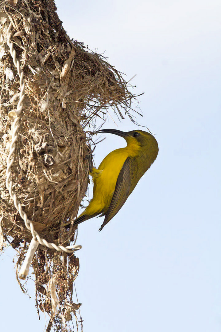 Yellow-breasted Sunbird [female] | Great Bird Pics