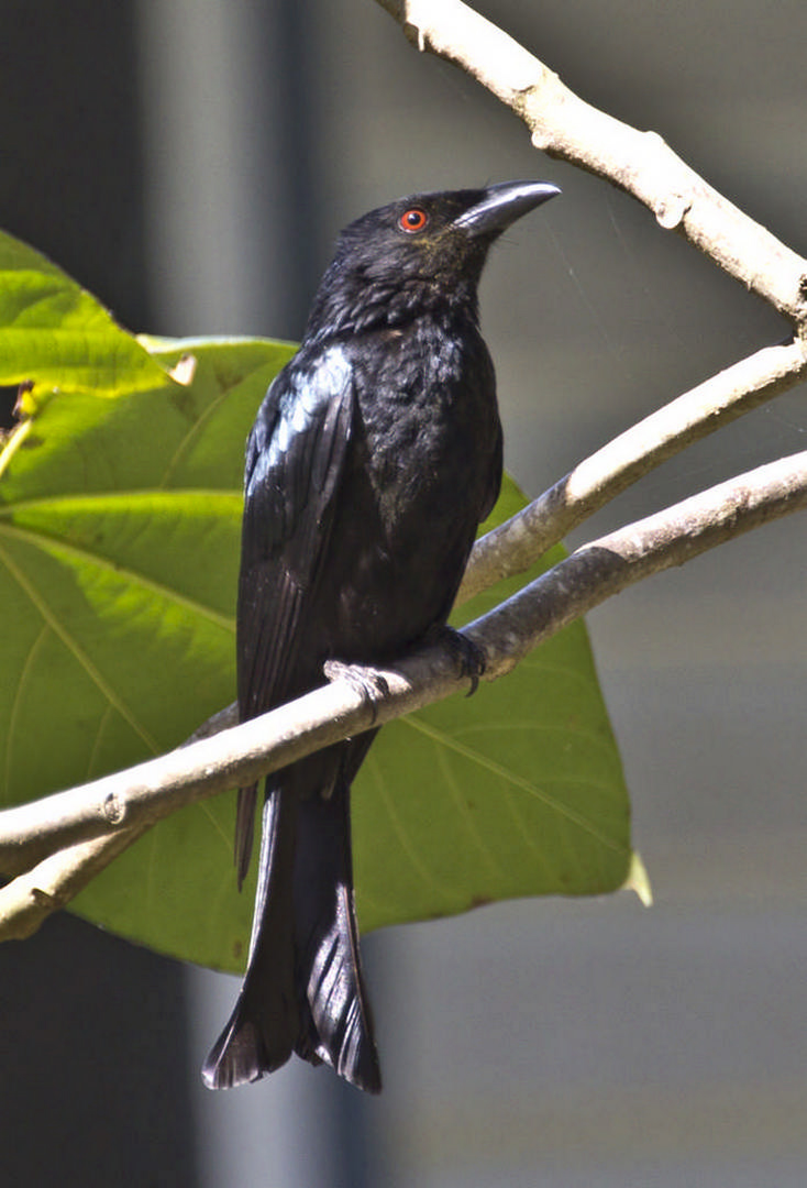 Spangled Drongo | Great Bird Pics