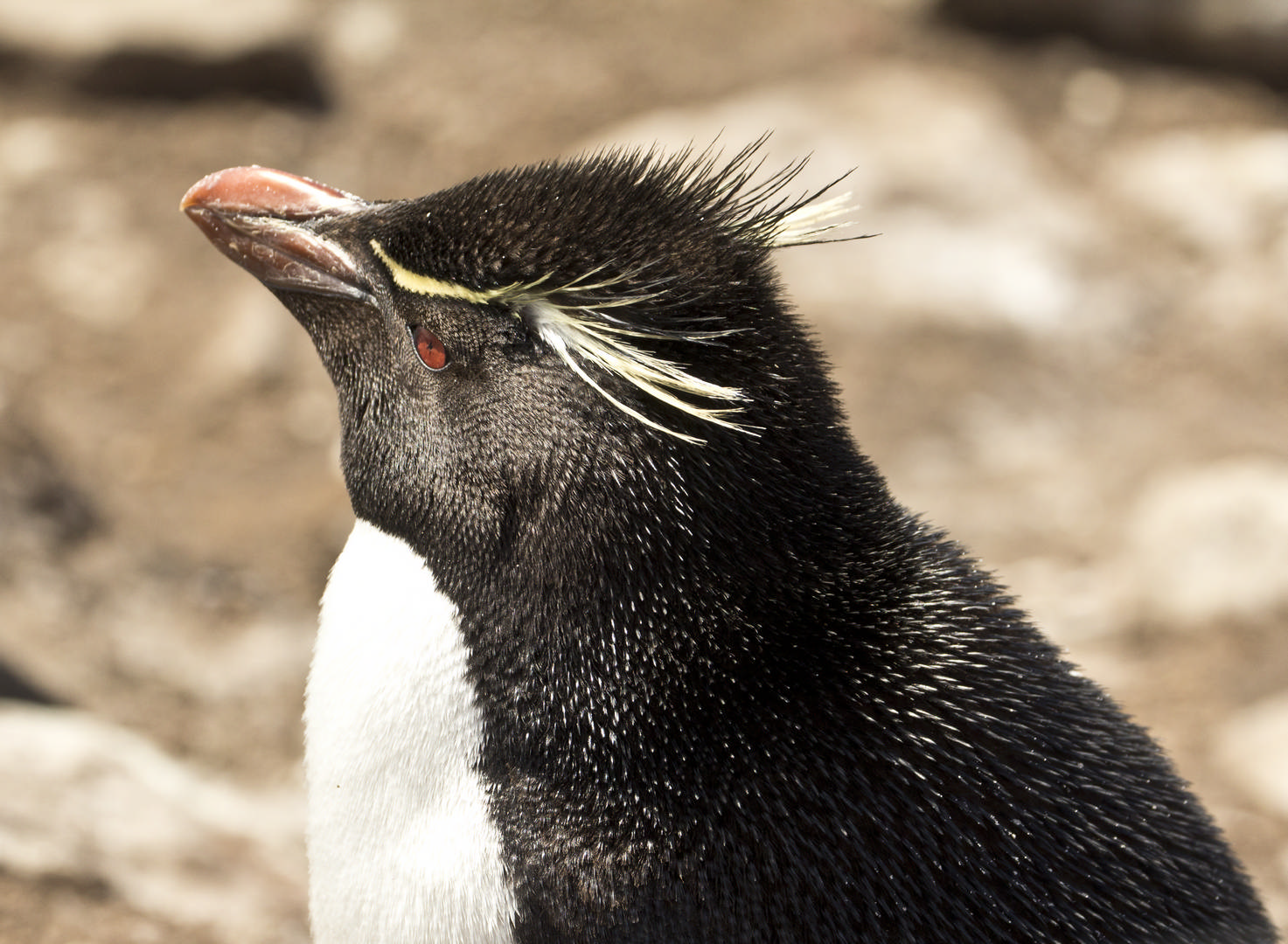 Rockhopper Penguin | Great Bird Pics