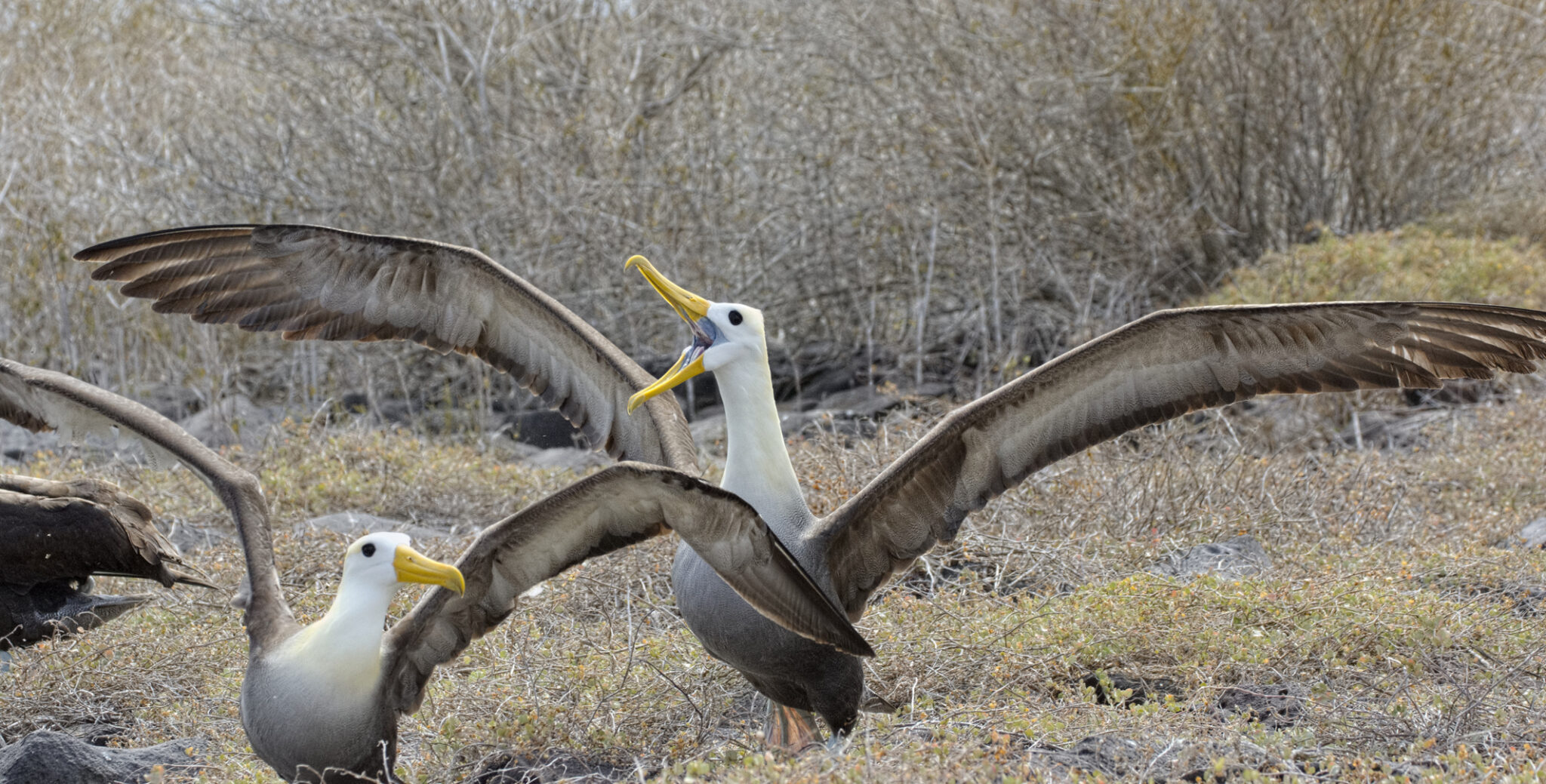 Waved Albatross | Great Bird Pics