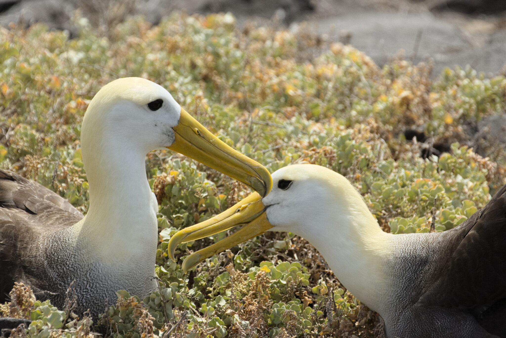Waved Albatross | Great Bird Pics