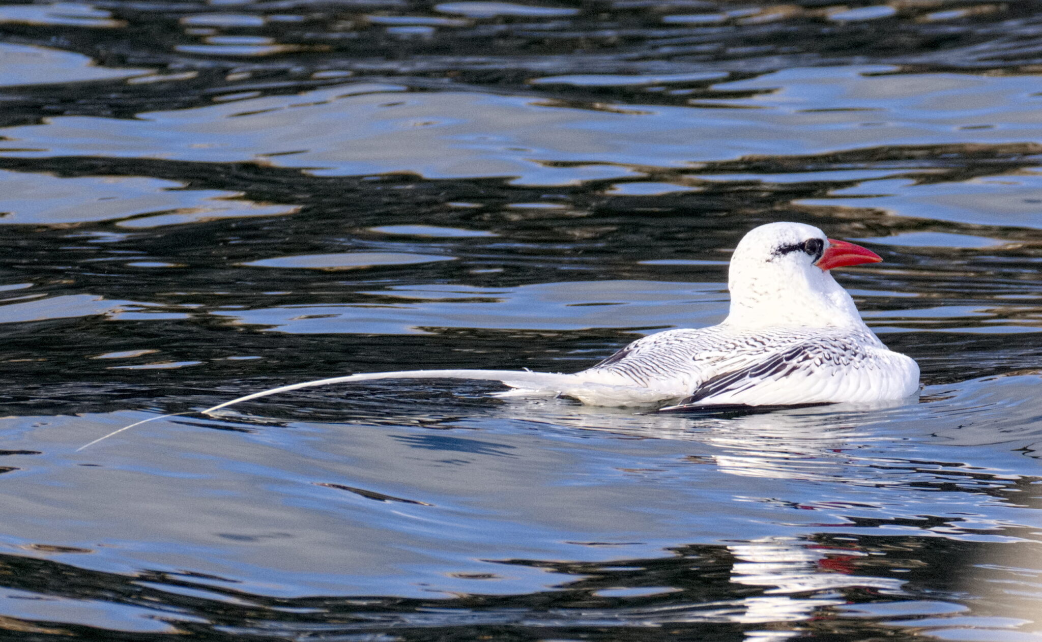 Red-billed Tropic Bird | Great Bird Pics