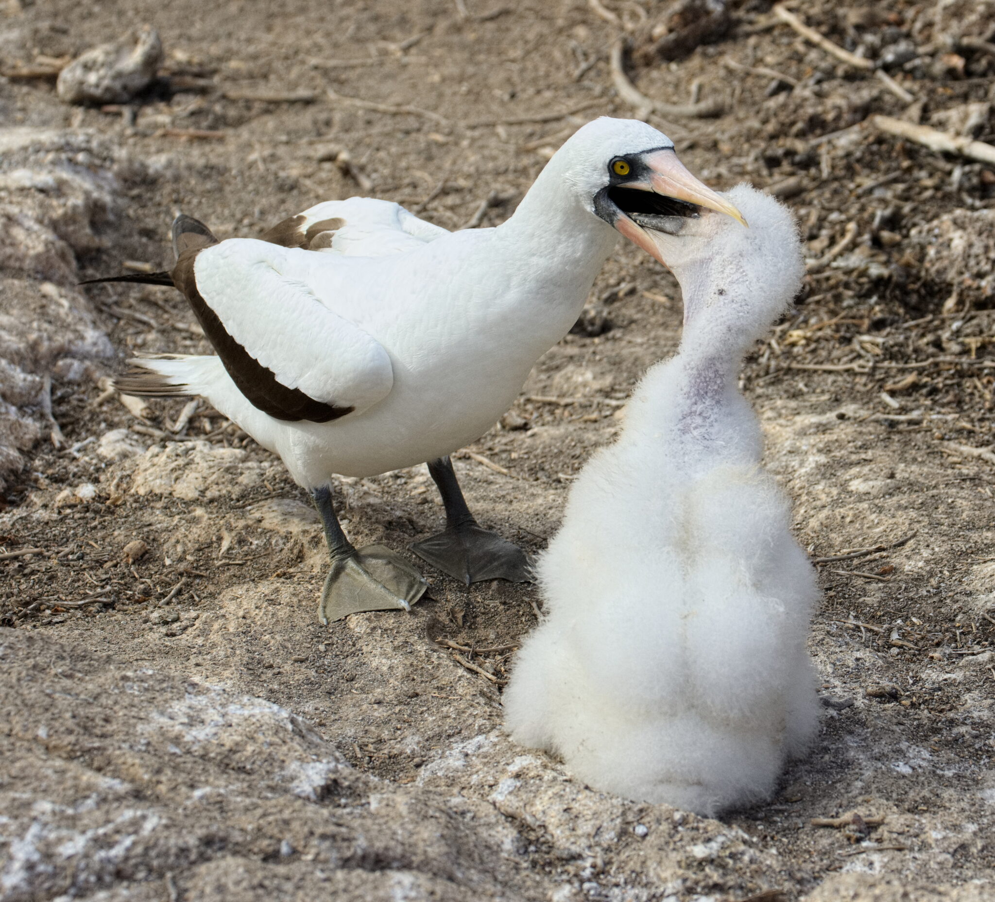 Nazca Booby or Masked Booby with Chick | Great Bird Pics