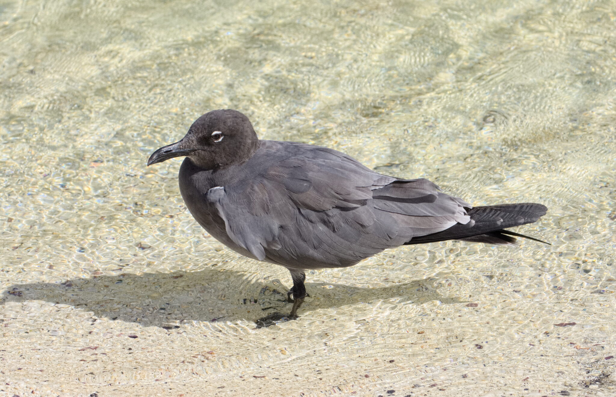 Lava Gull | Great Bird Pics