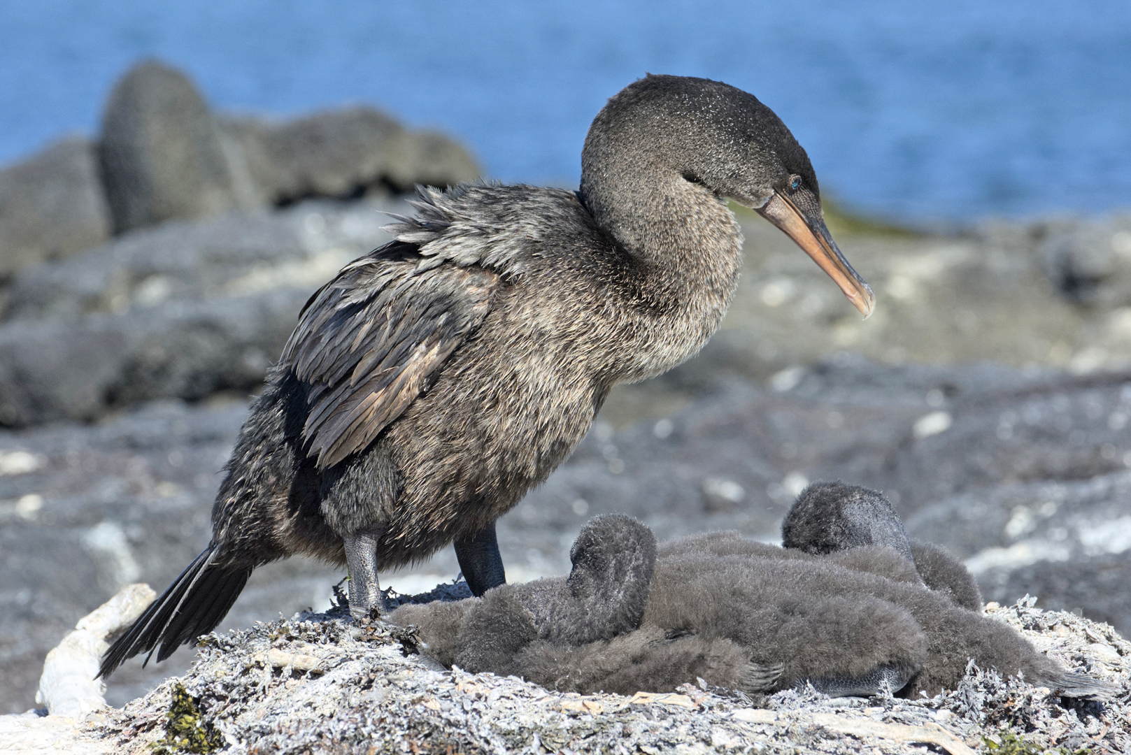 Flightless Cormorant | Great Bird Pics