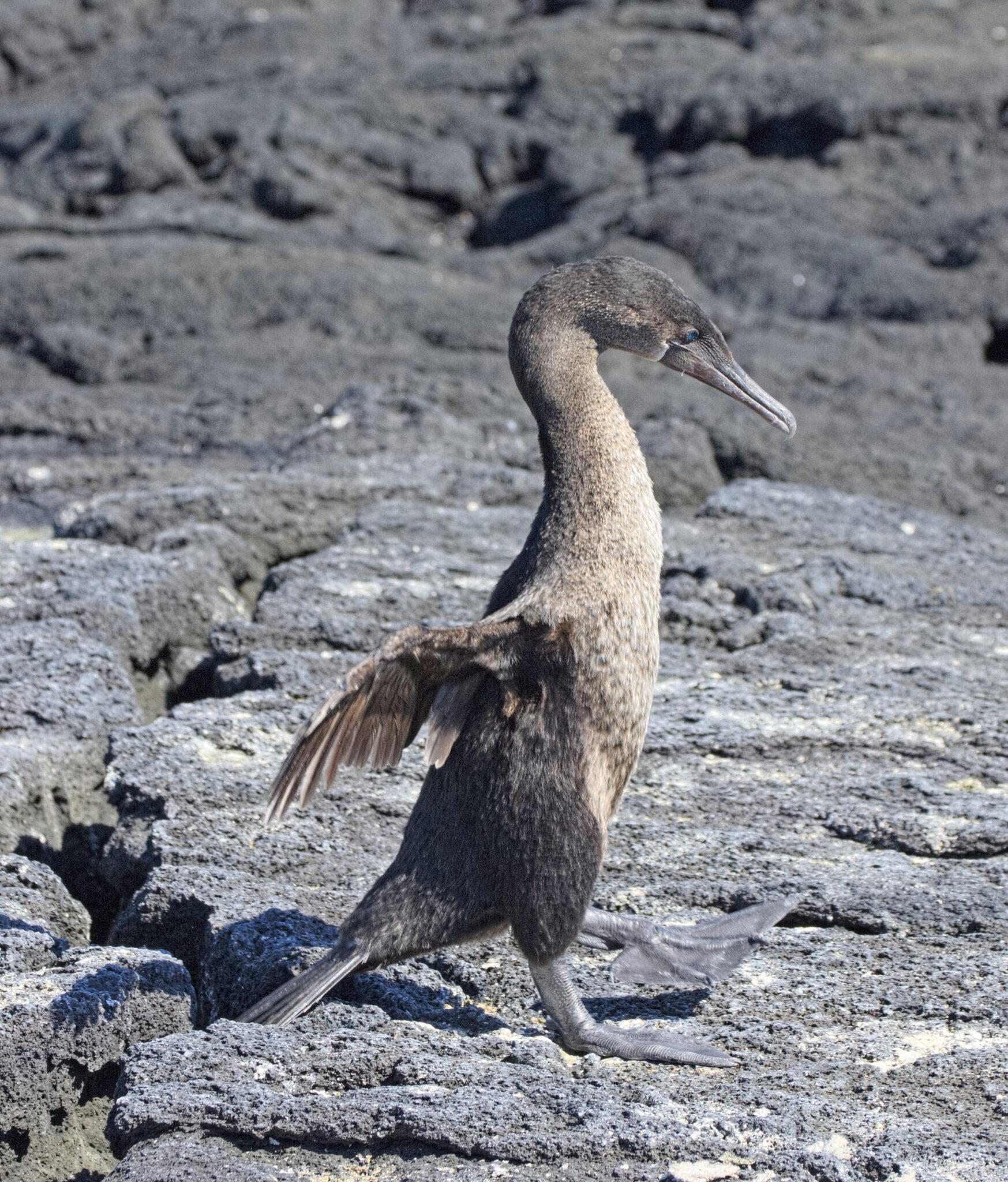 Flightless Cormorant | Great Bird Pics