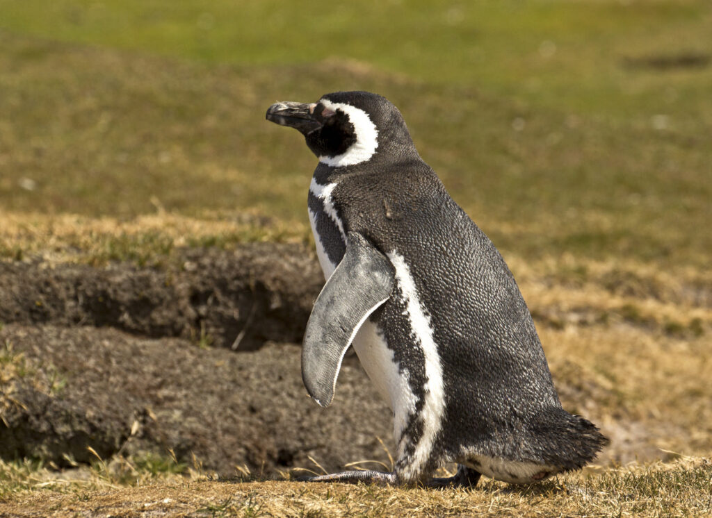 Magellanic Penguin | Great Bird Pics
