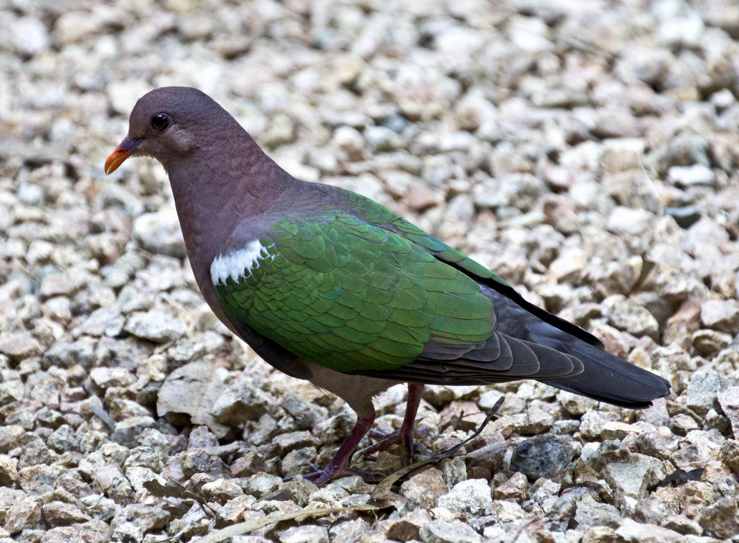 Emerald Dove | Great Bird Pics