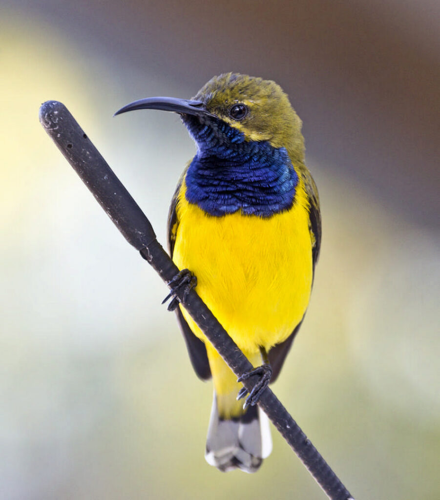 Yellow-breasted Sunbird [male] | Great Bird Pics