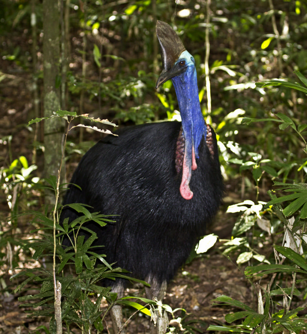 Cassowary | Great Bird Pics