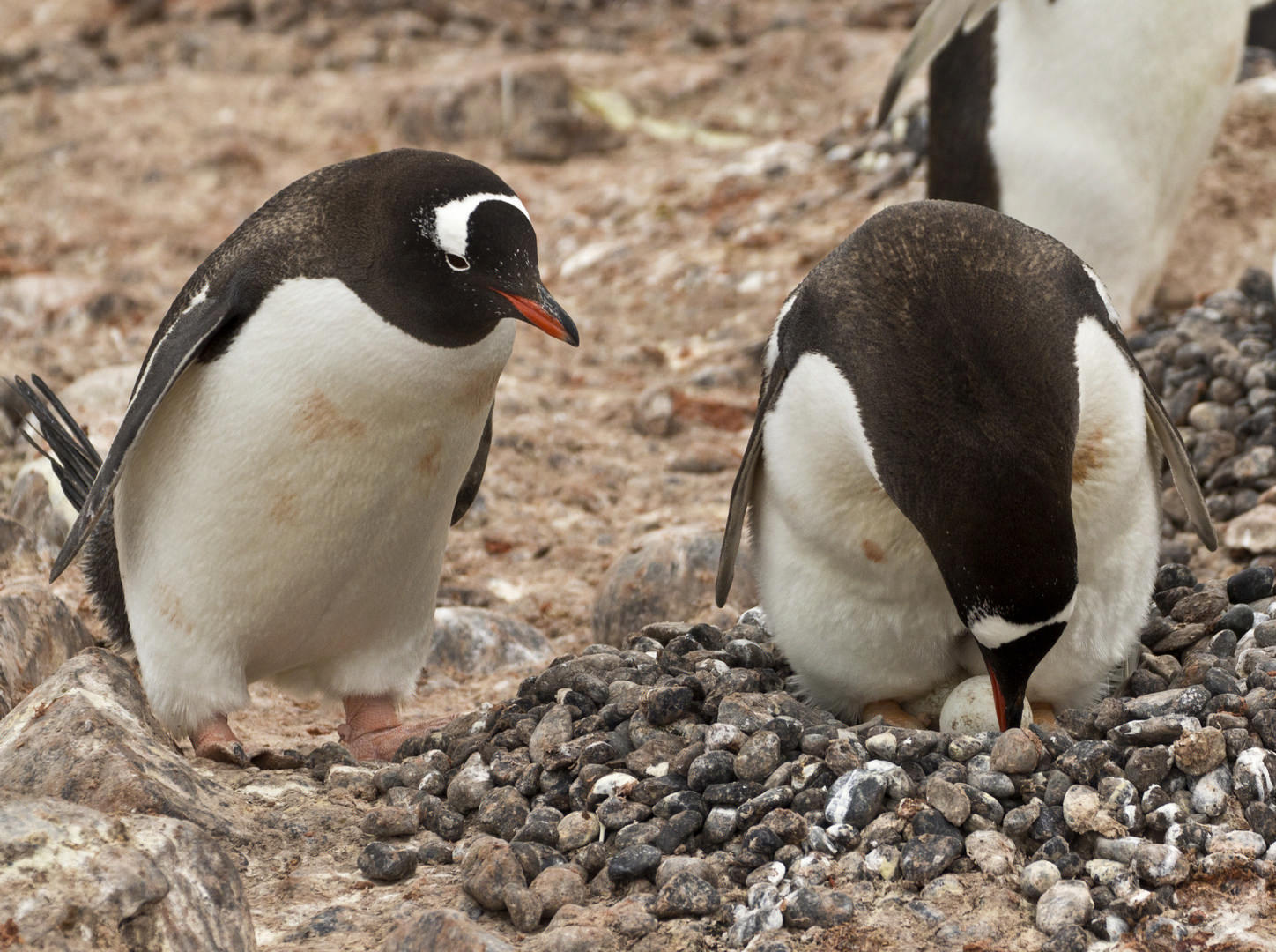 Gentoo Penguins turning egg | Great Bird Pics
