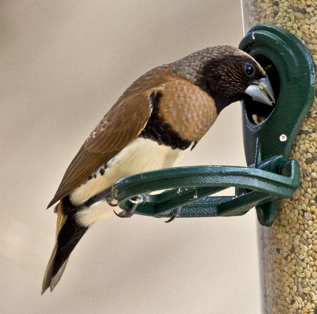 Chestnut-breasted Mannikin | Great Bird Pics