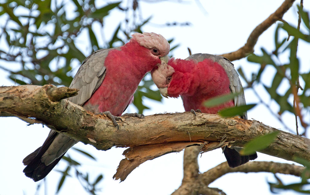Galahs | Great Bird Pics