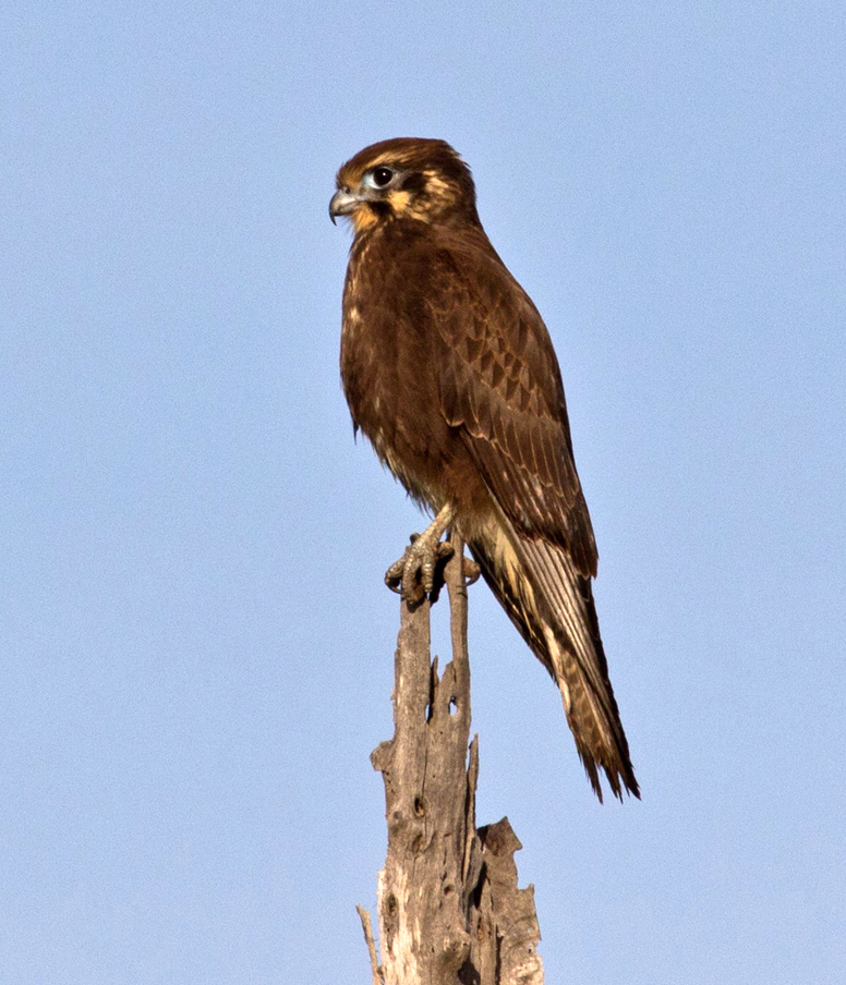 Brown Falcon | Great Bird Pics