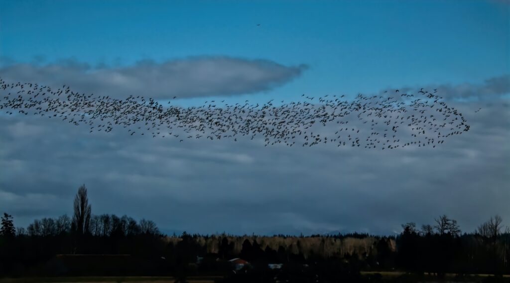 Cackling Geese | Great Bird Pics