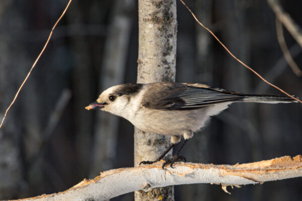 Common Bog Birds | Great Bird Pics