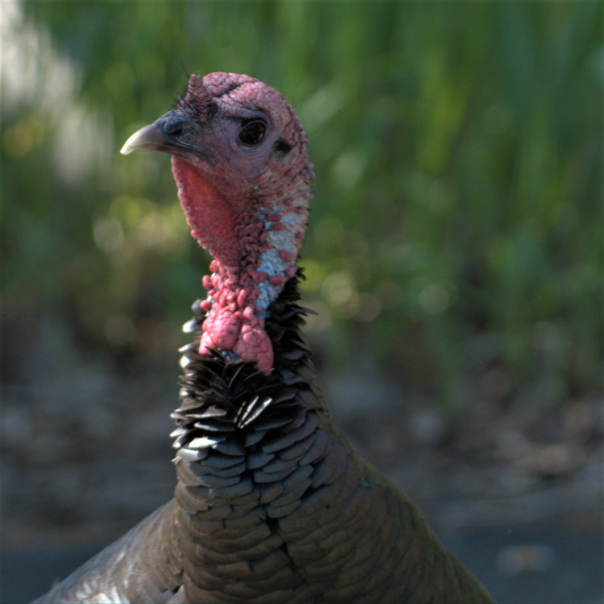 Wild Turkey | Great Bird Pics