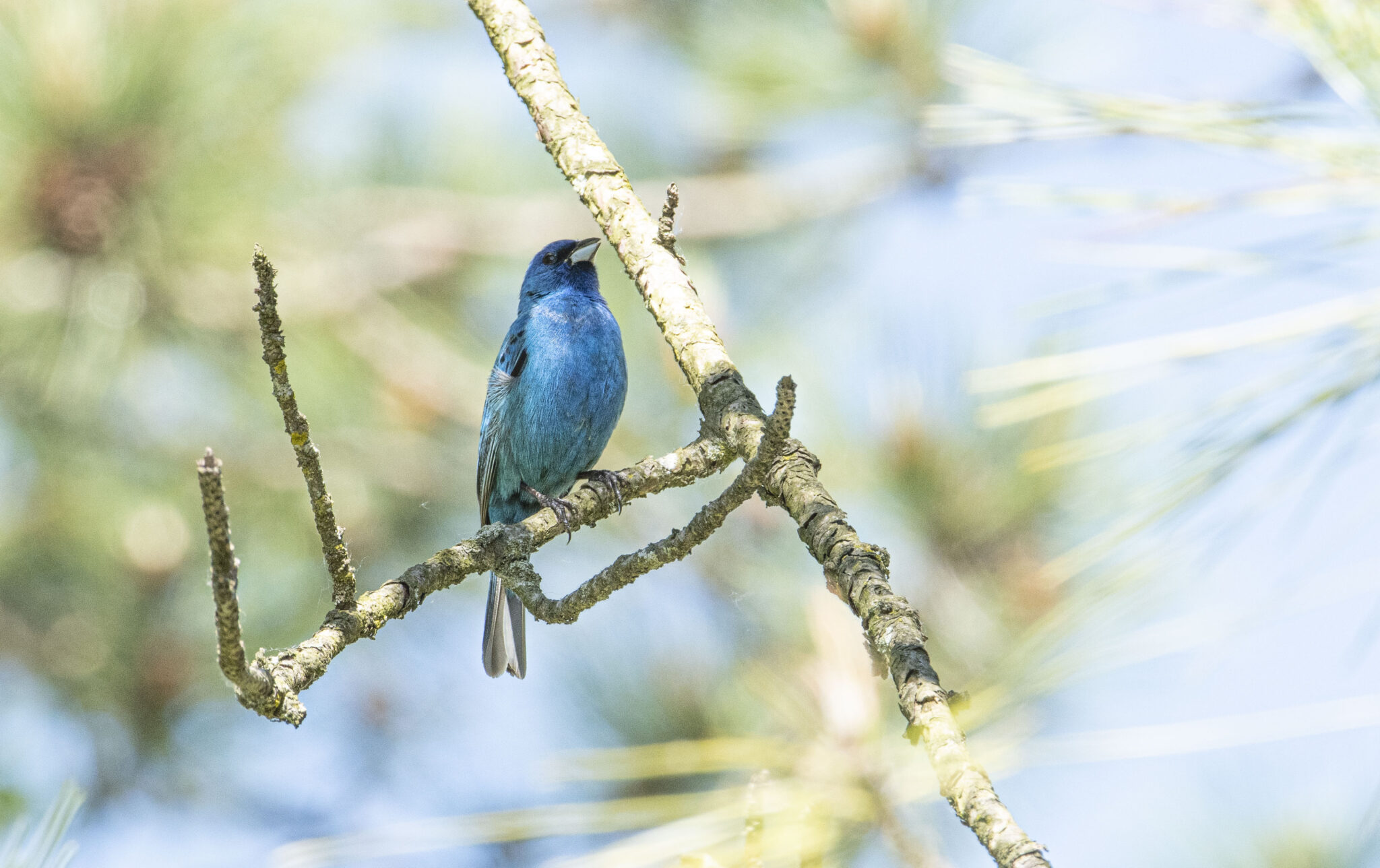 Indigo Bunting | Great Bird Pics