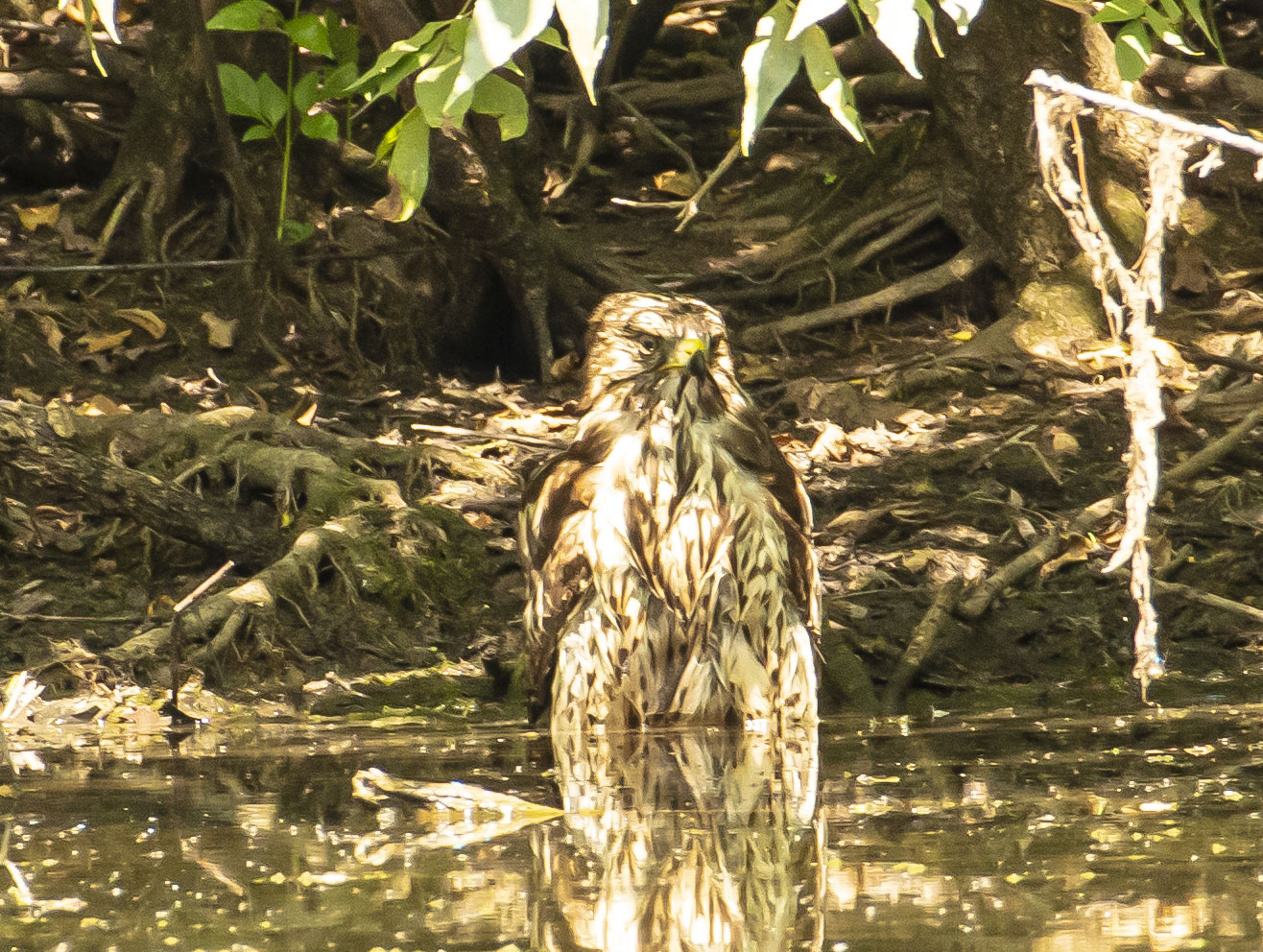 Red Tailed Hawk cooling off in a pond | Great Bird Pics