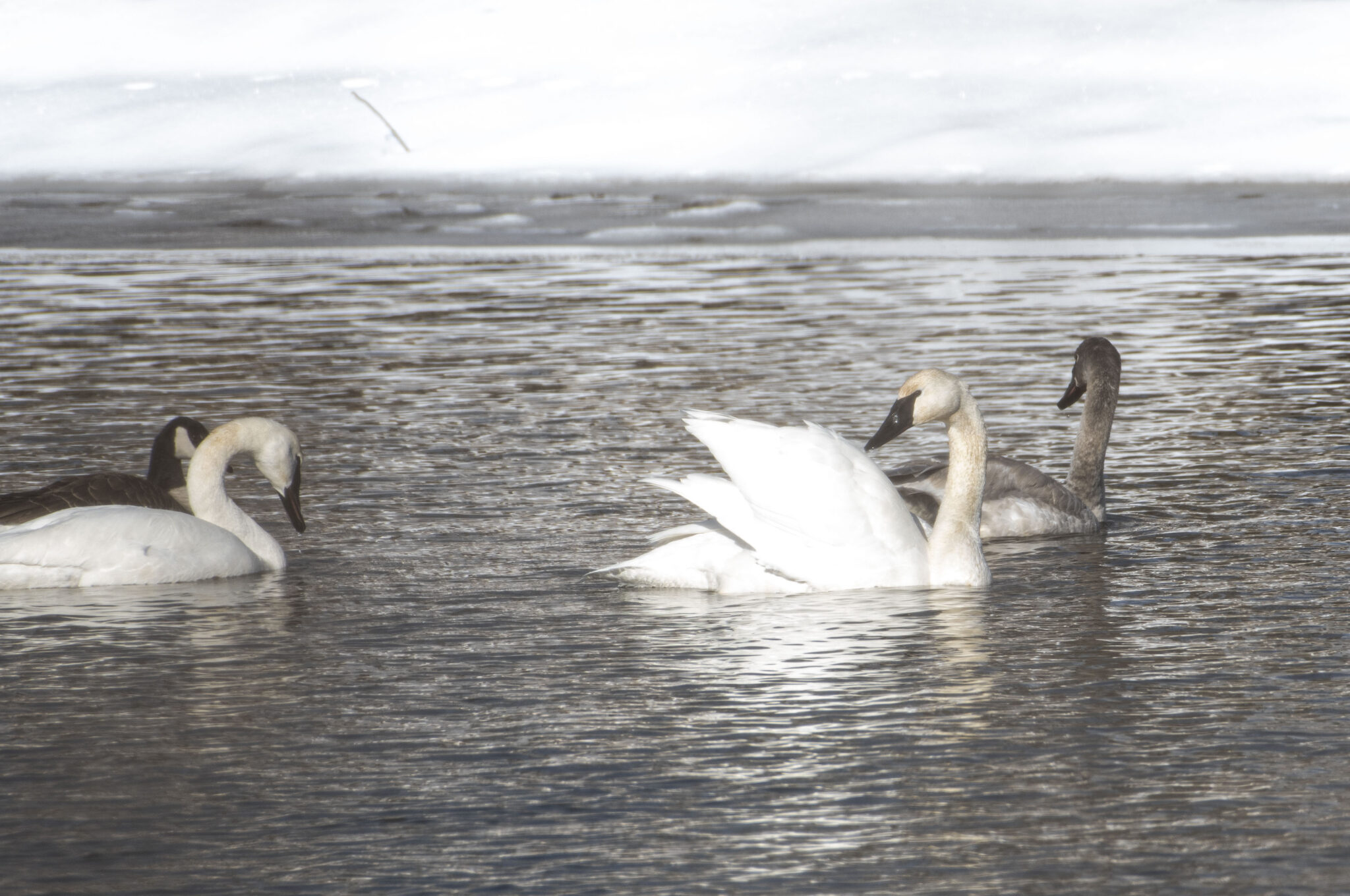 Trumpeter Swan Family (partial) | Great Bird Pics