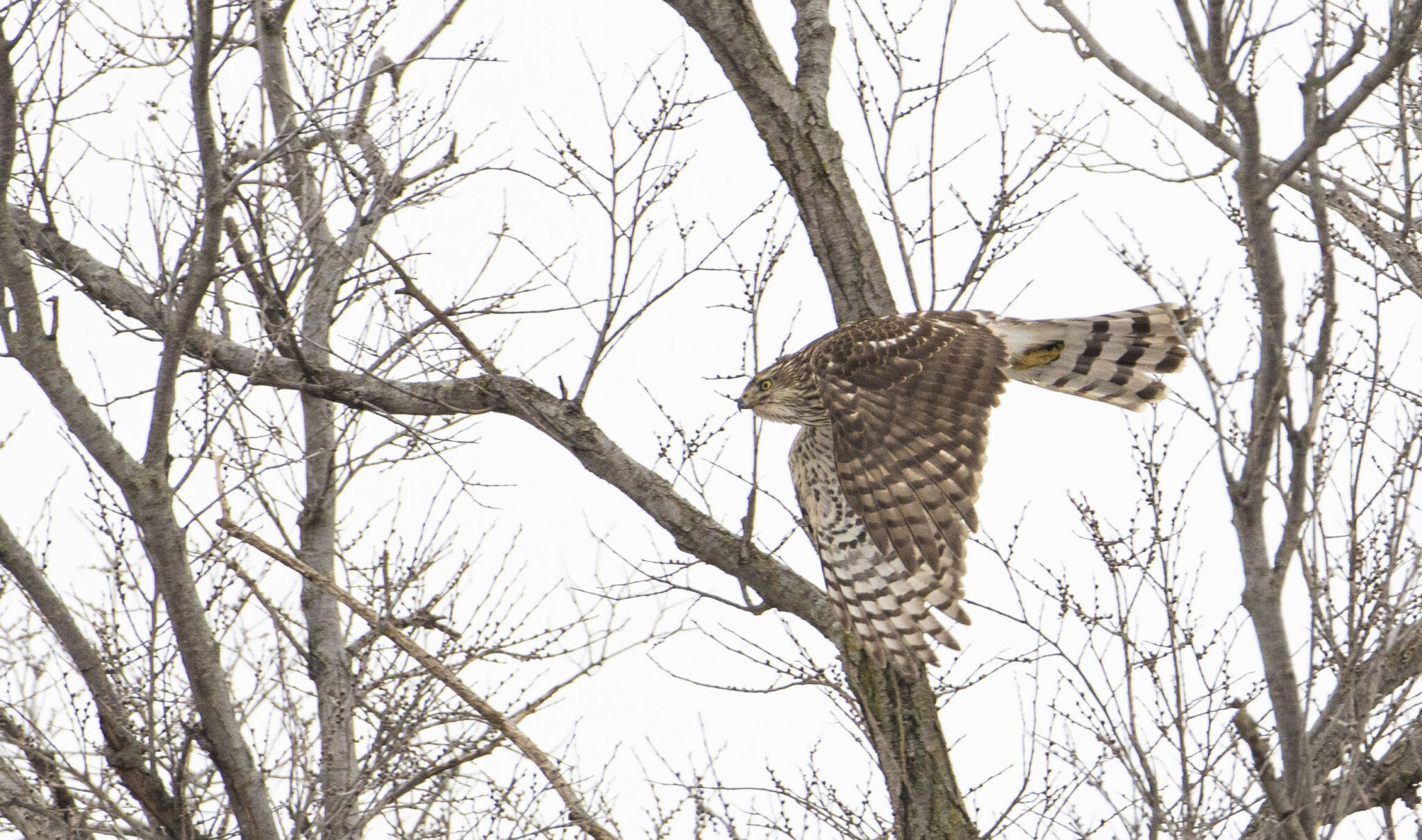 Lift Off while hunting | Great Bird Pics