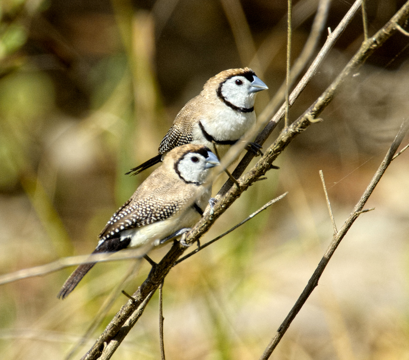 Double-barred Finches | Great Bird Pics