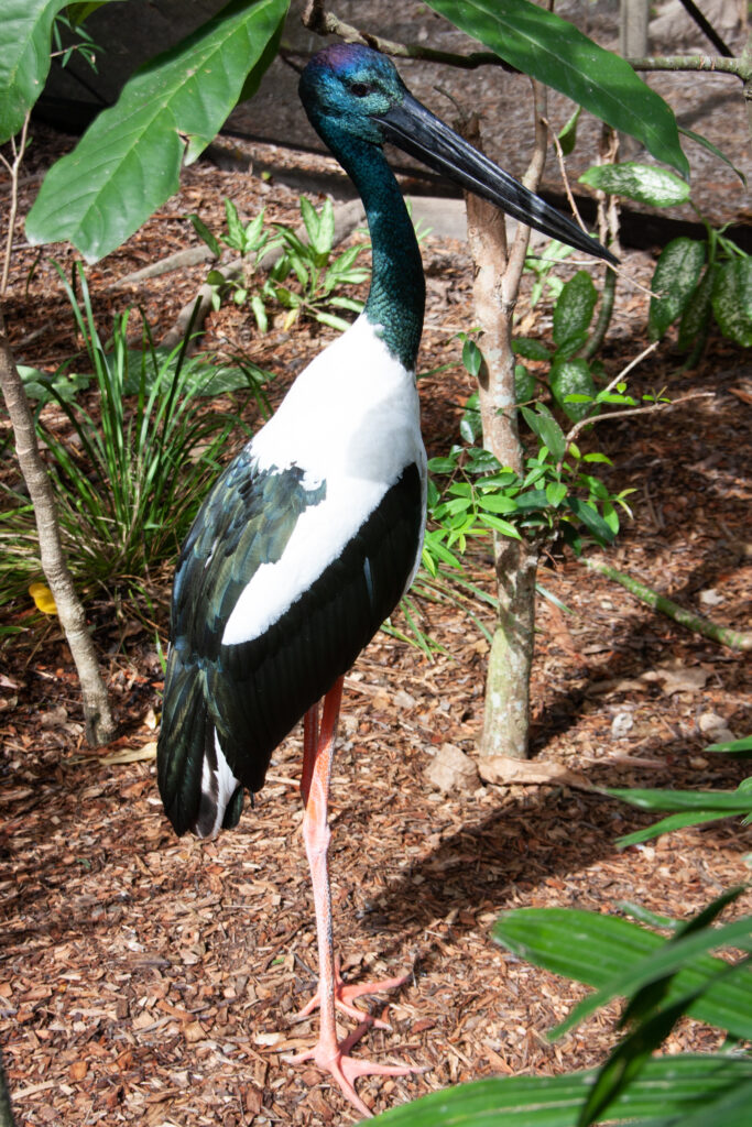 Jabiru | Great Bird Pics