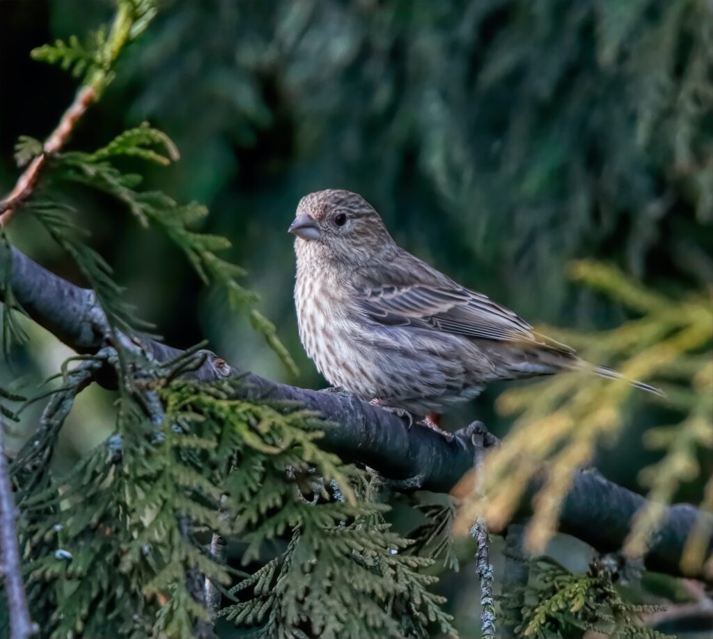 A Fine Female House Finch | Great Bird Pics