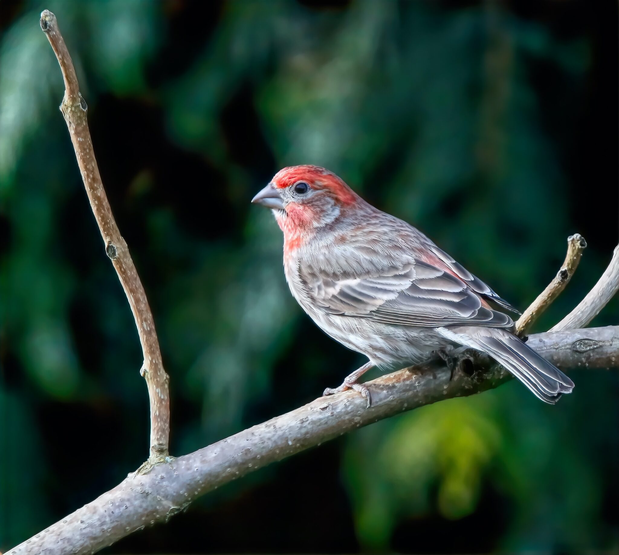A Fine House Finch | Great Bird Pics