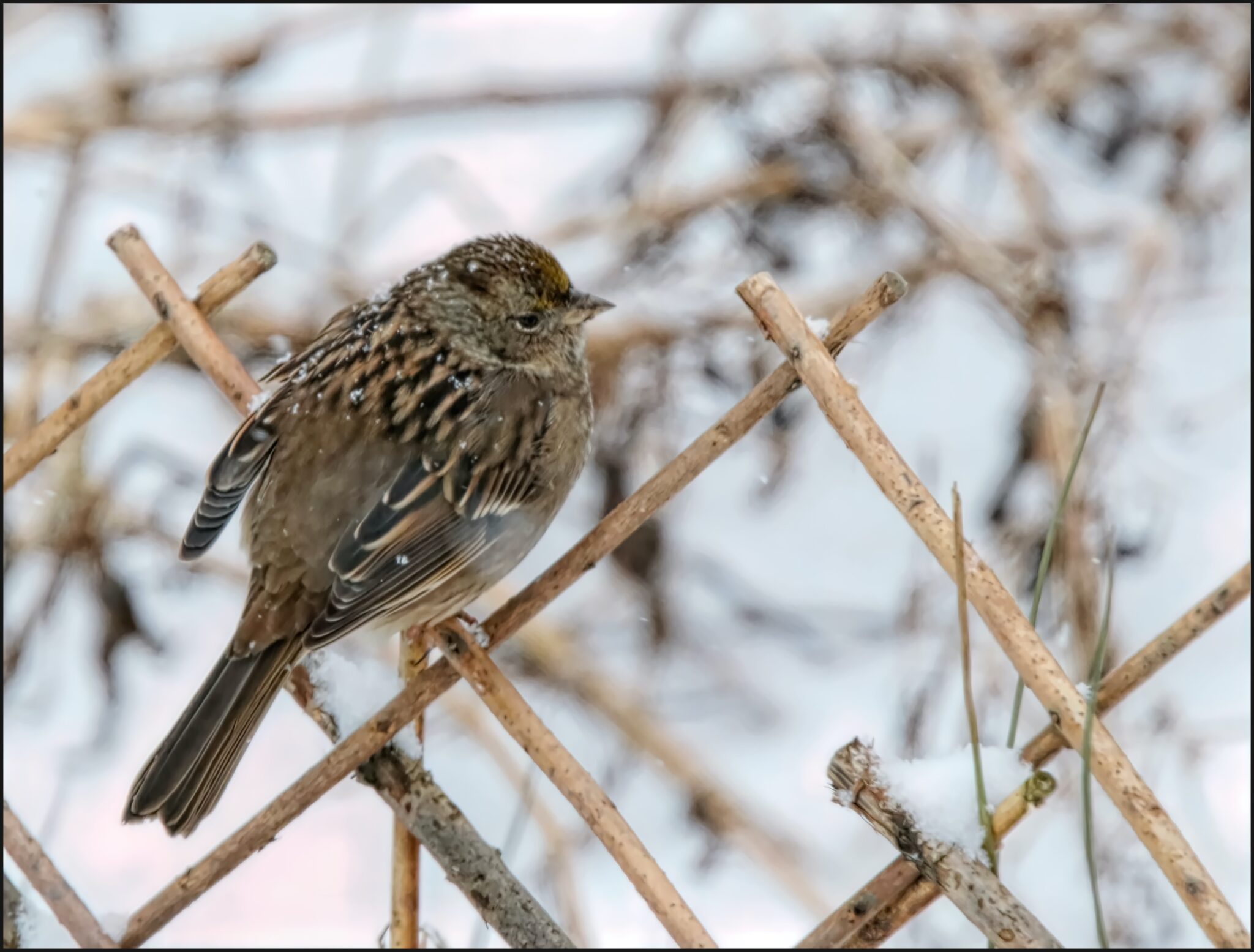 Golden-crowned Sparrow | Great Bird Pics