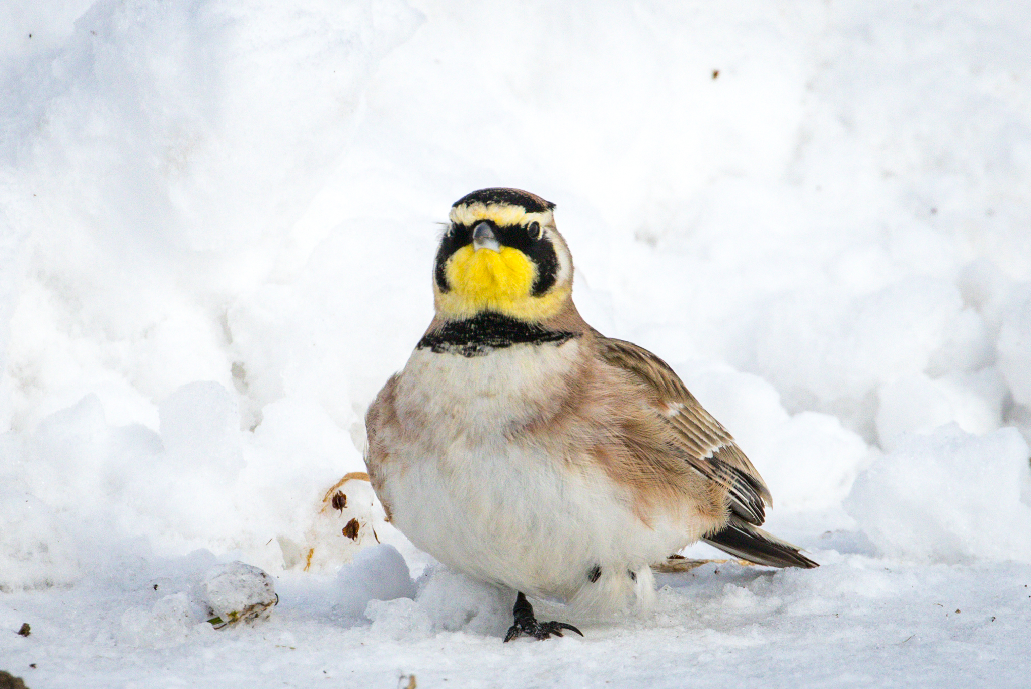 Not Horny | Great Bird Pics