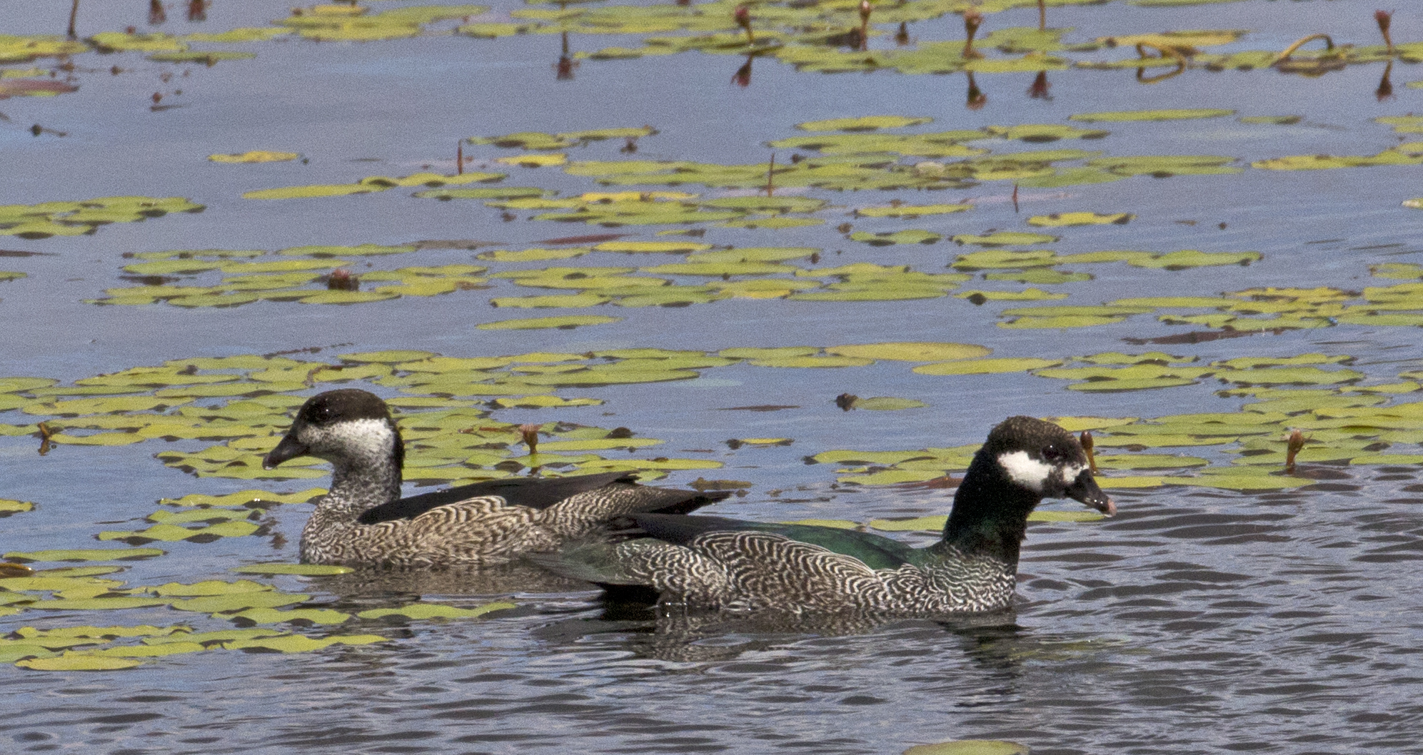 Green Pigmy Geese | Great Bird Pics