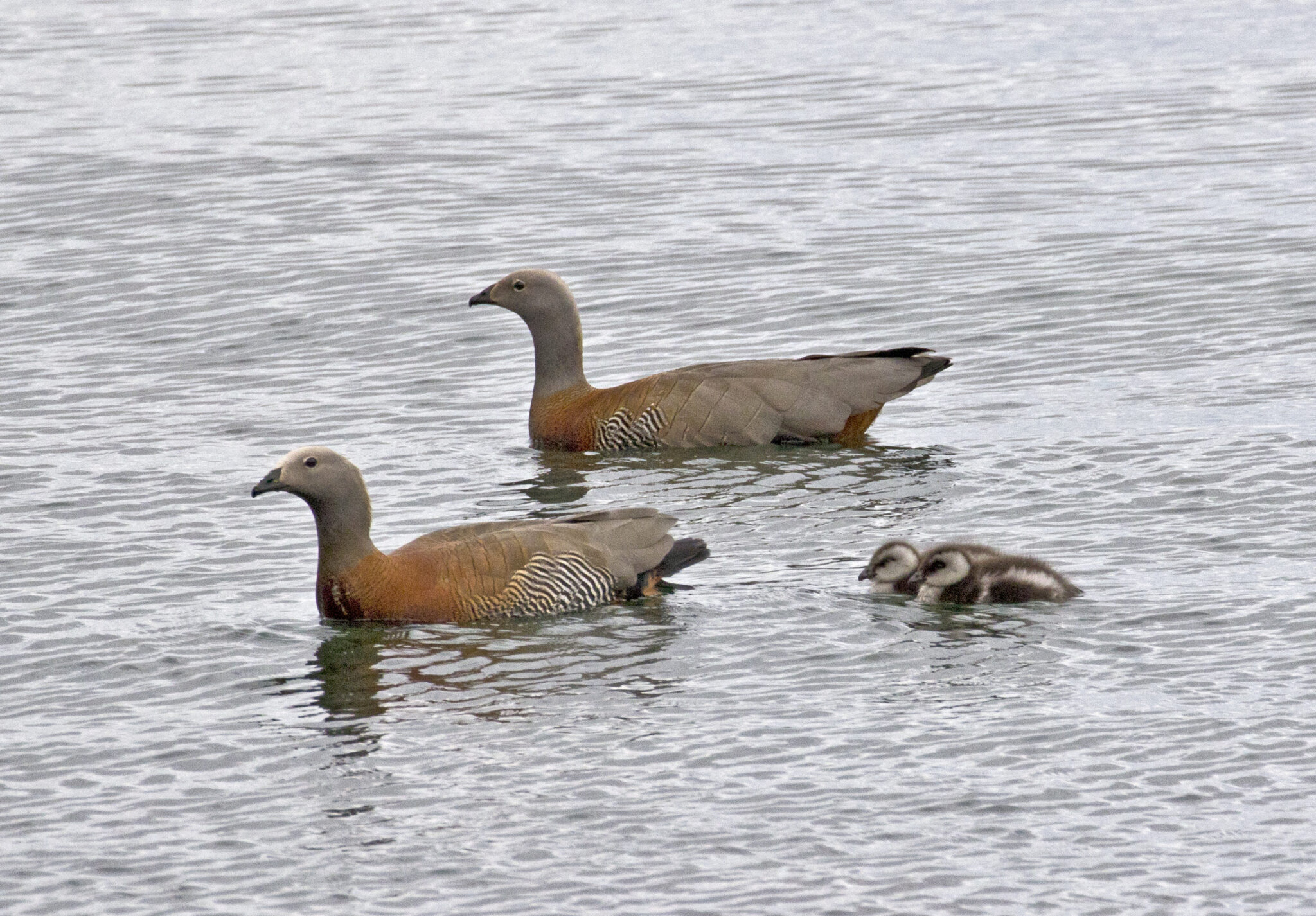Ashy-headed Geese | Great Bird Pics