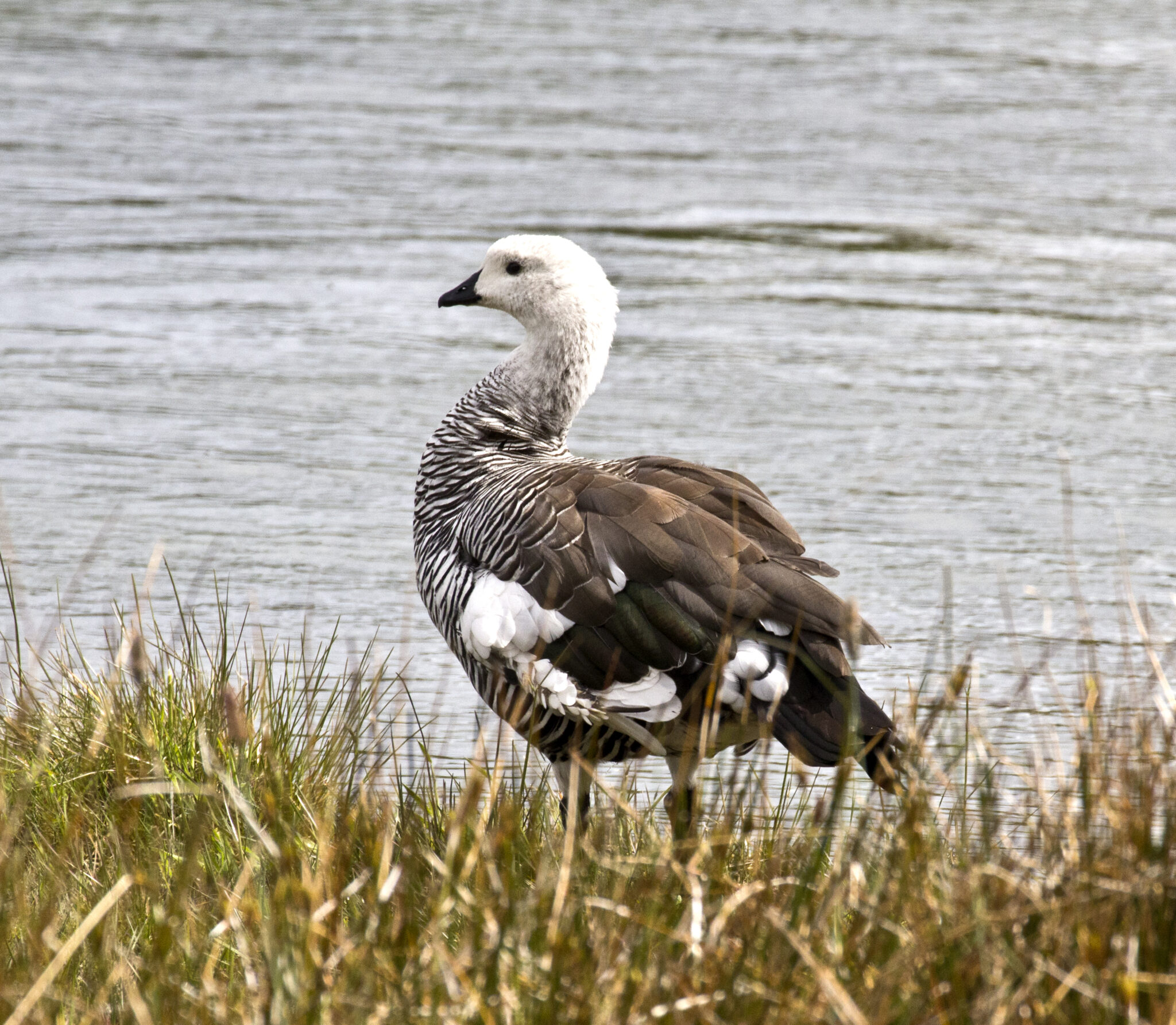 Upland Goose [male] | Great Bird Pics