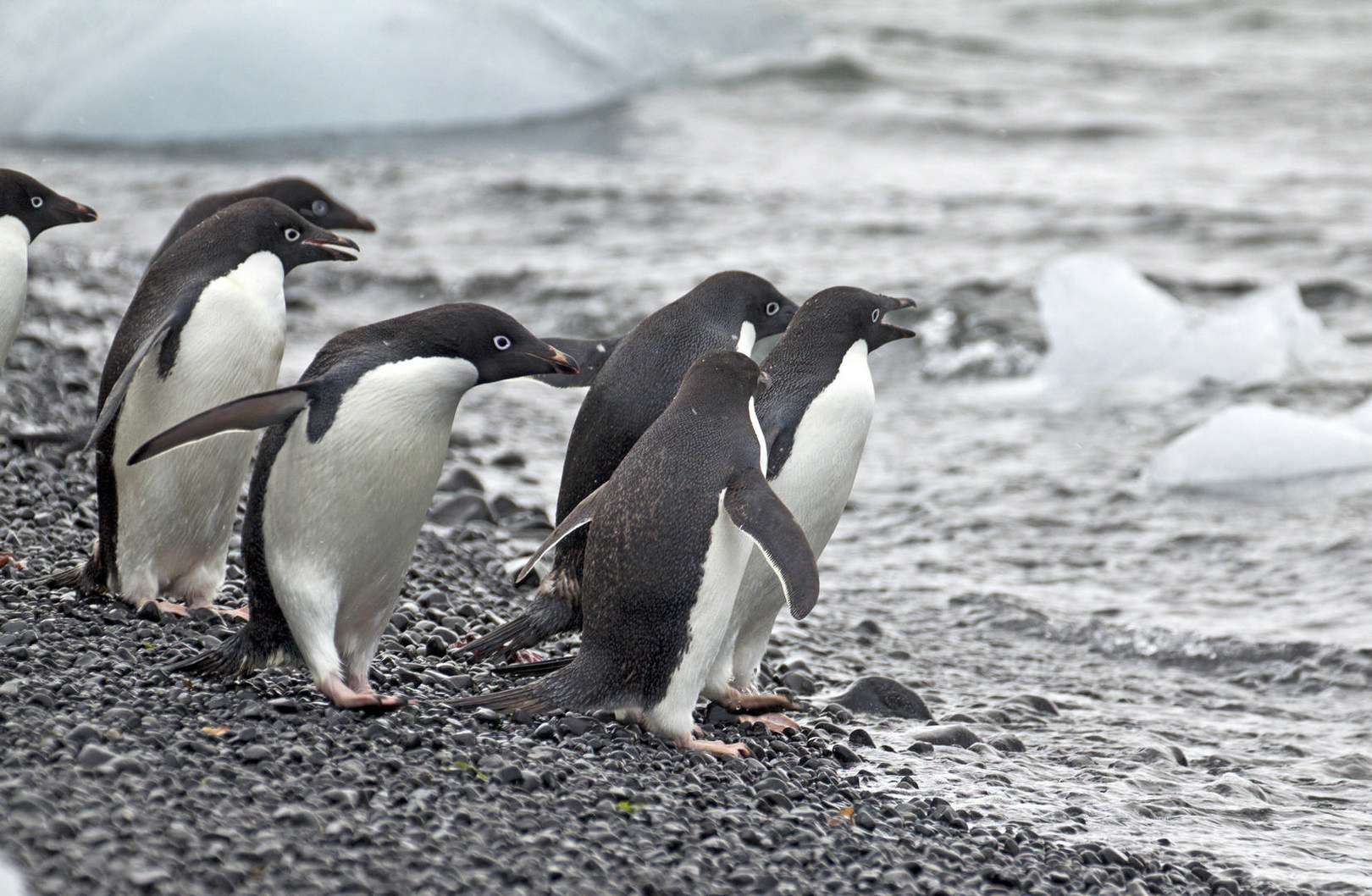 Adelie Penguins | Great Bird Pics