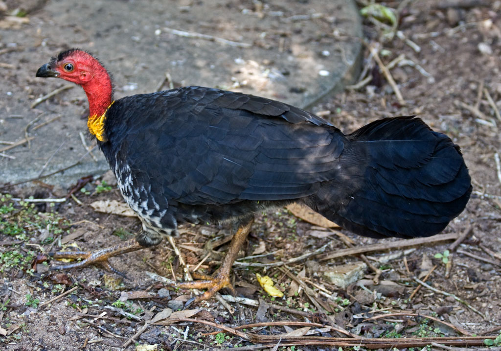 Brush Turkey | Great Bird Pics