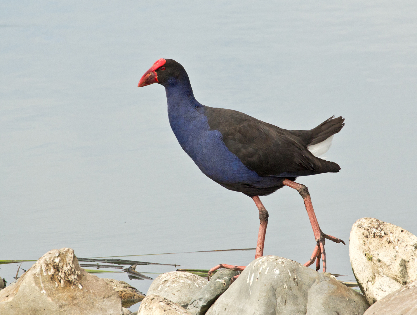 Pukeko | Great Bird Pics