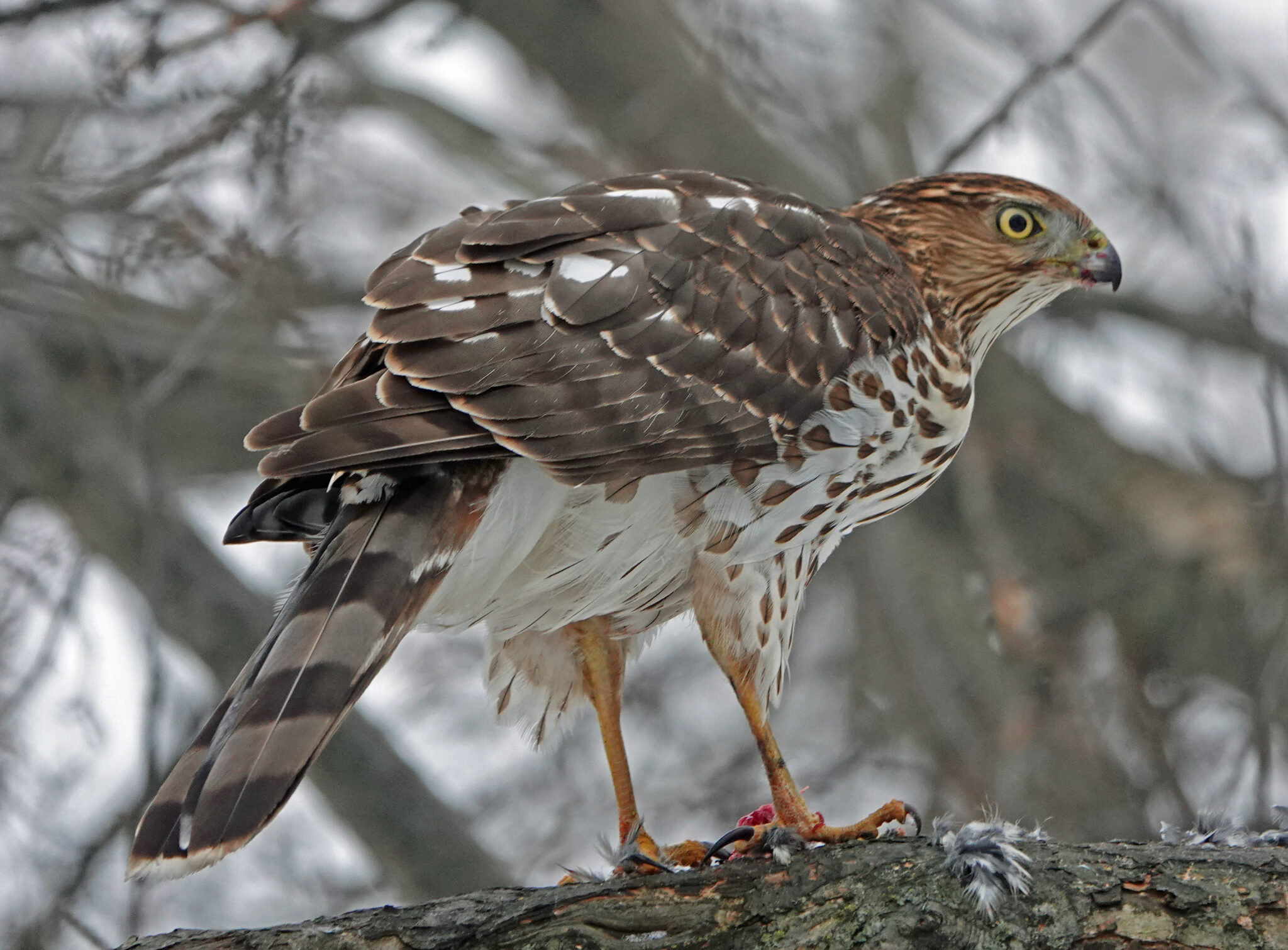 House Sparrow on Today’s Menu | Great Bird Pics