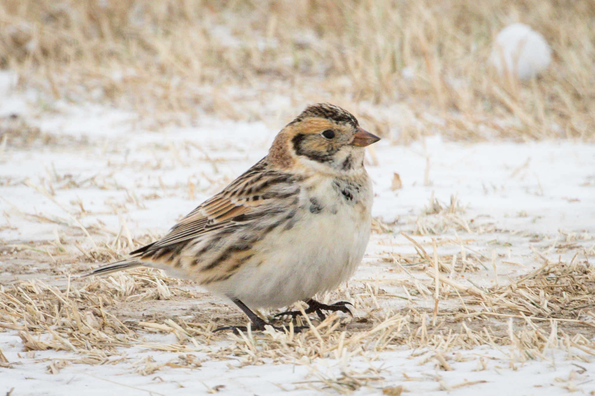 Pretty Little Thing In the Snow | Great Bird Pics