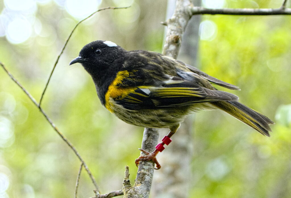 Stitchbird or Hihi | Great Bird Pics
