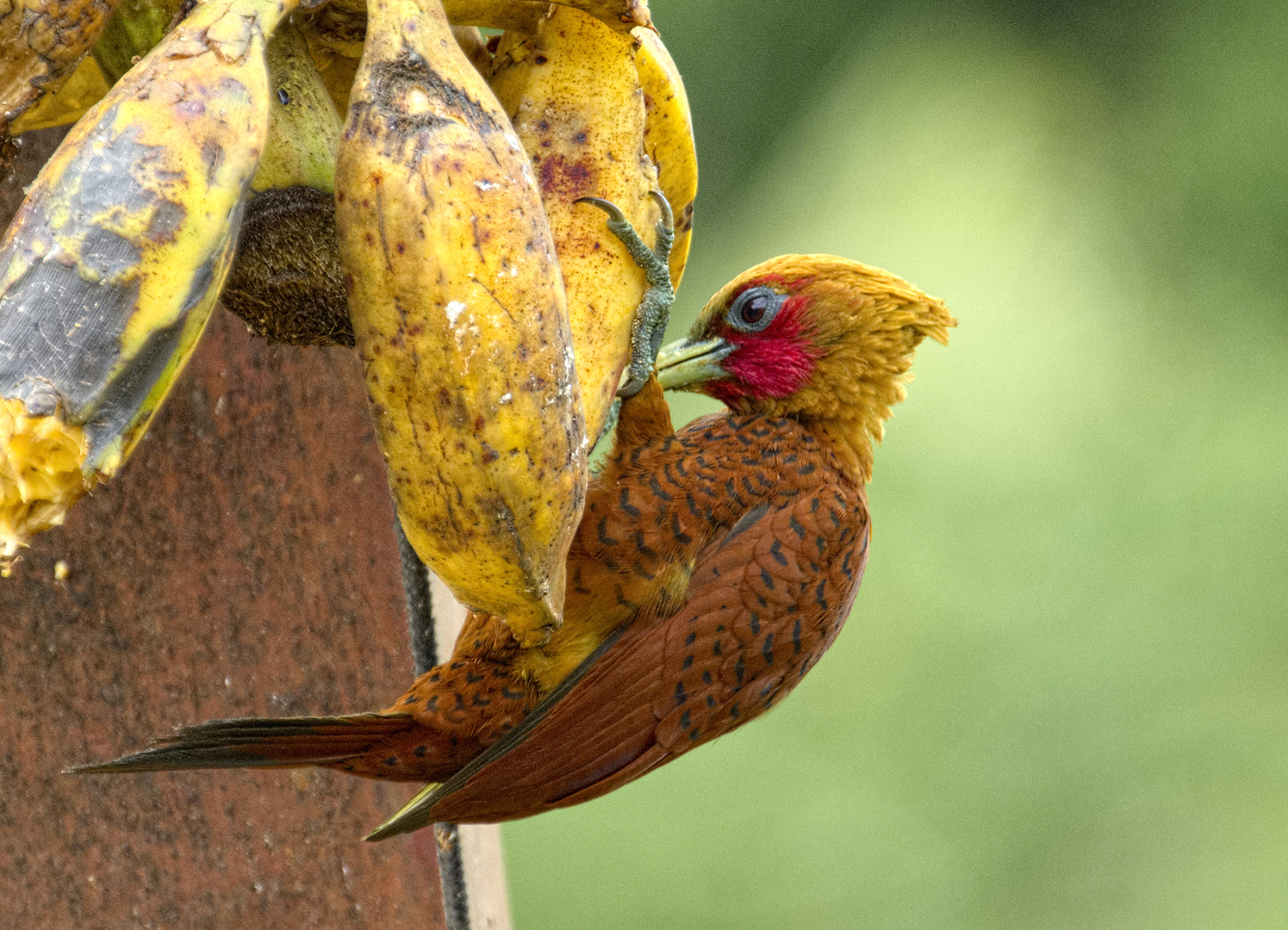 Chestnut-colored Woodpecker [male] | Great Bird Pics