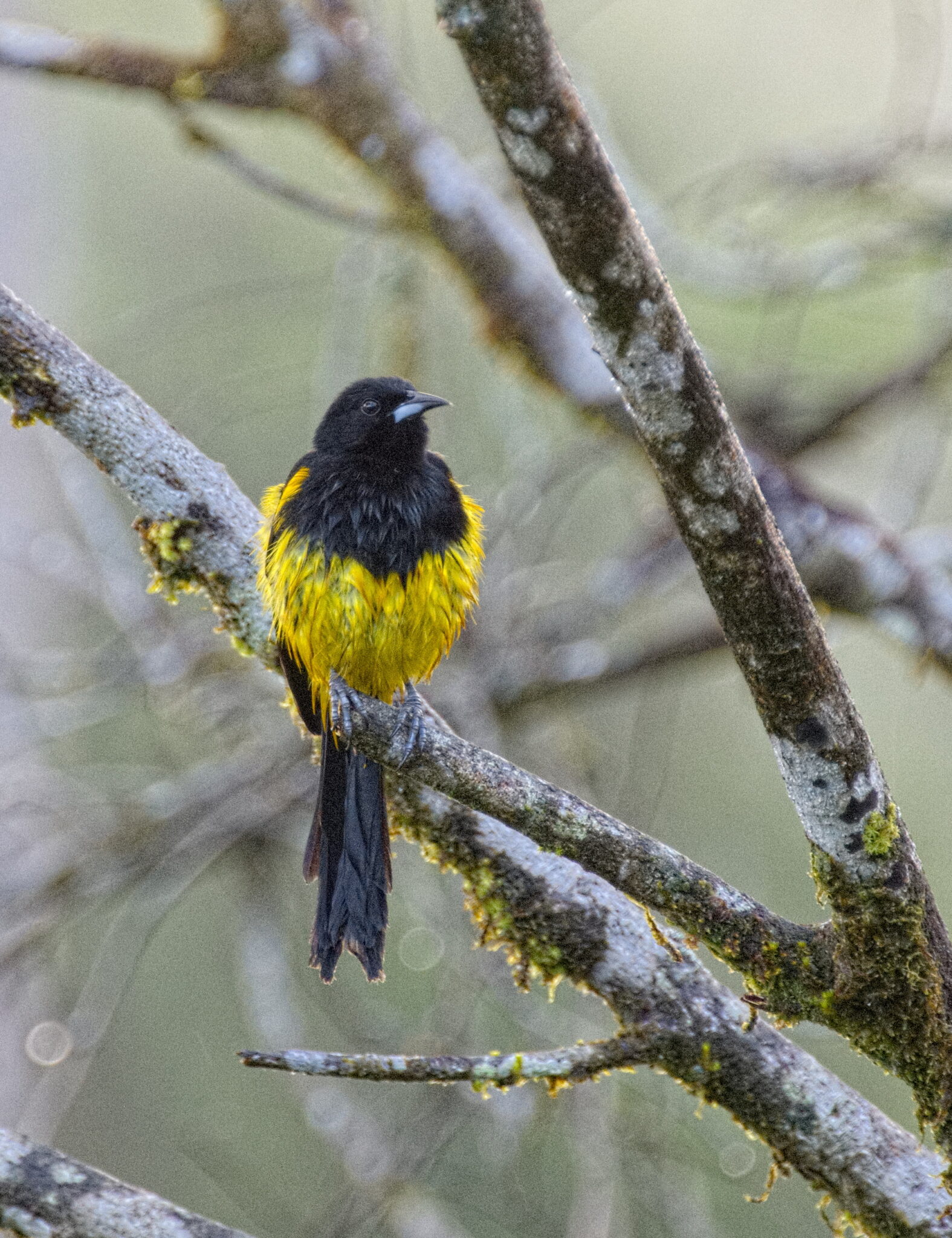 Black-cowled Oriole | Great Bird Pics