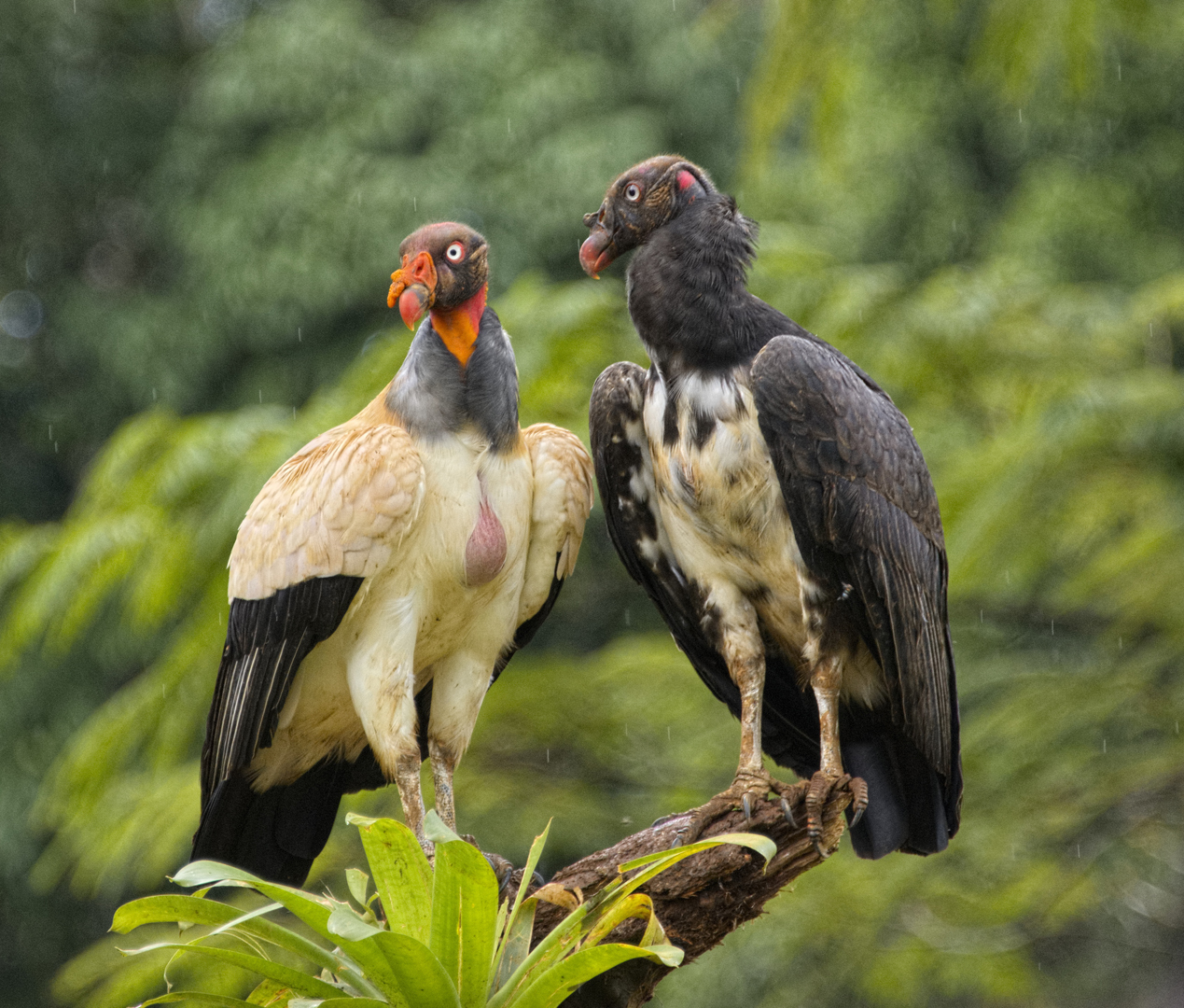 King Vulture | Great Bird Pics