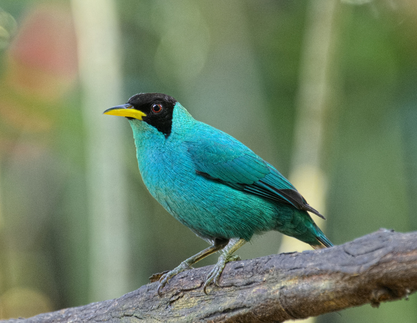 Green Honeycreeper [male] | Great Bird Pics