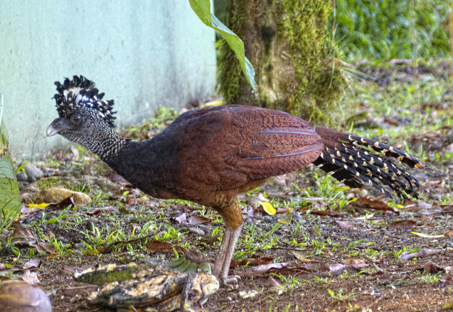Great Curassow [female] | Great Bird Pics